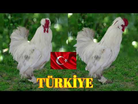 En Değerli 55 Tavuk Irkı Tavuk Cinsleri