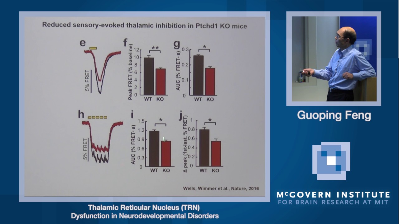 Guoping Feng, Thalmic Reticular Nucleus Dysfunction: McGovern Institute ...