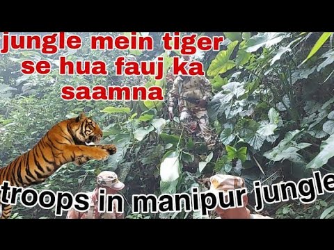troops in Manipur jungle, encountered with tiger.How to survive in ...