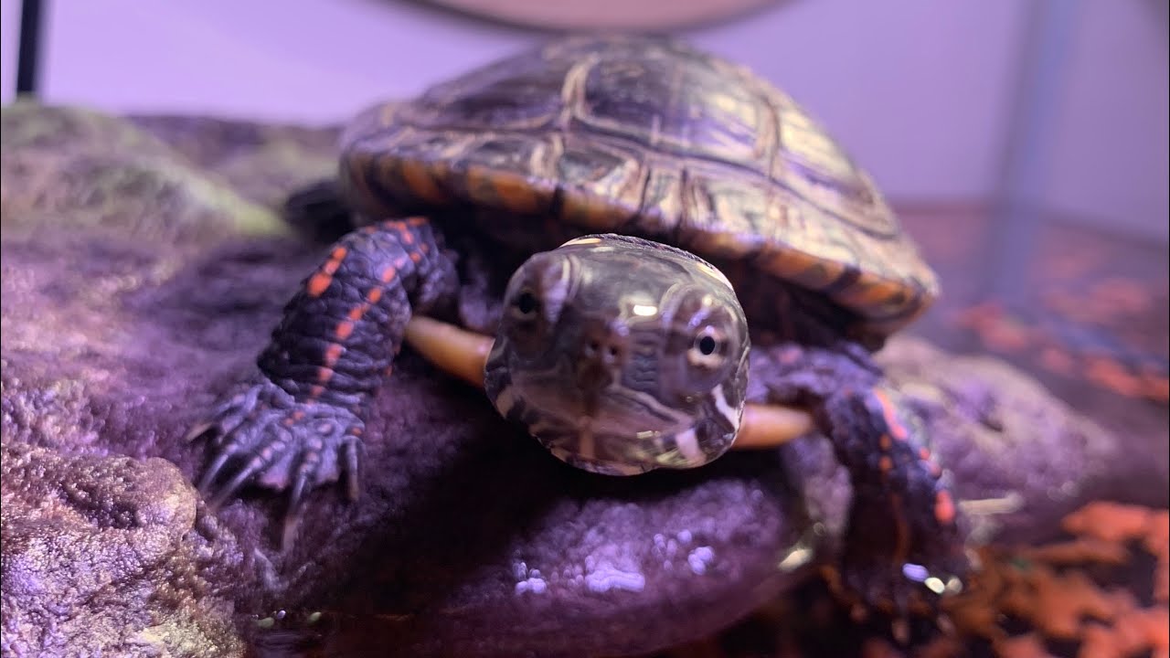 Turtle CPR / Meet Malcolm - YouTube