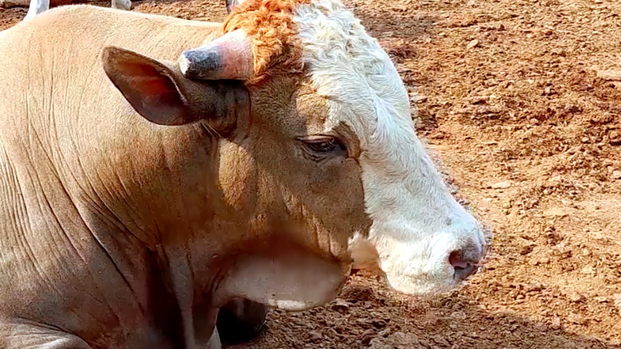 🐄 TYPES OF DAIRY COWS OF 2 COLORS Beef Cow Types Pretty Beautiful Very ...