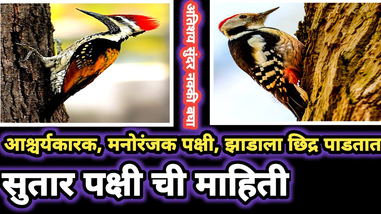 sutar pakshi | sutar pakshi chi mahiti | सुतार पक्षी | pakshanchi ...