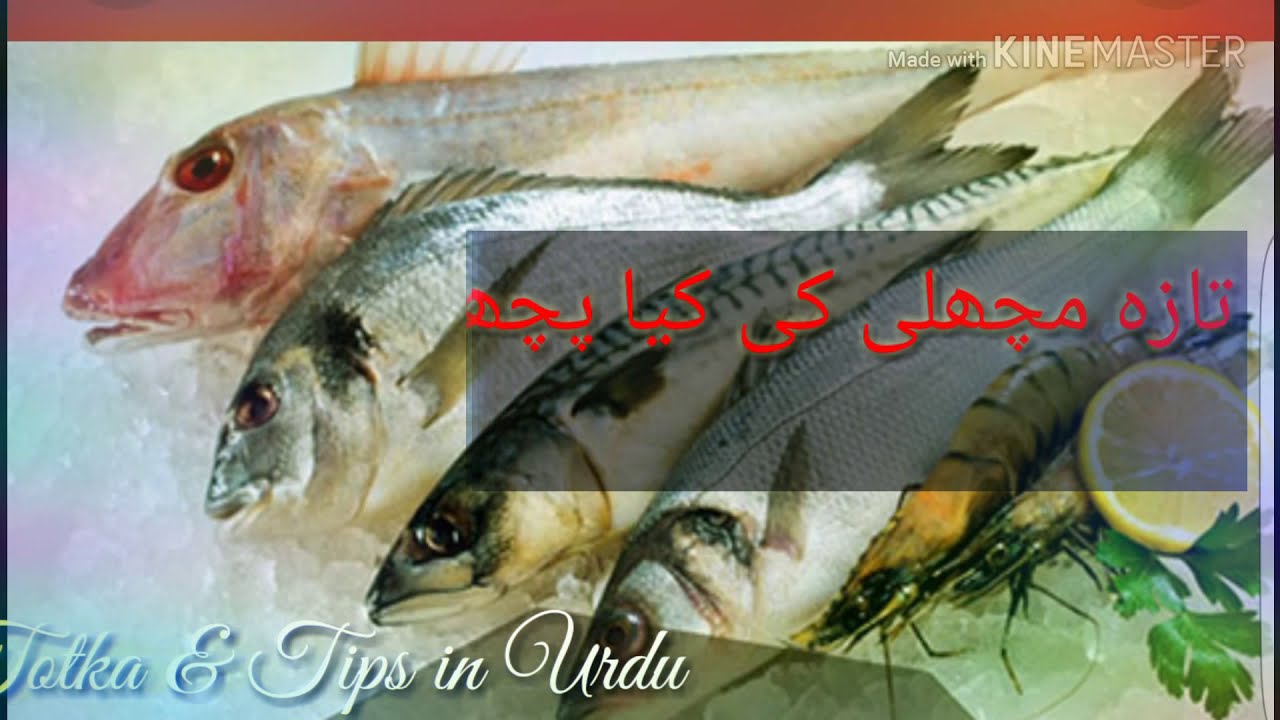 تازہ مچھلی کی کیا پہچان ہوتی ہے - YouTube