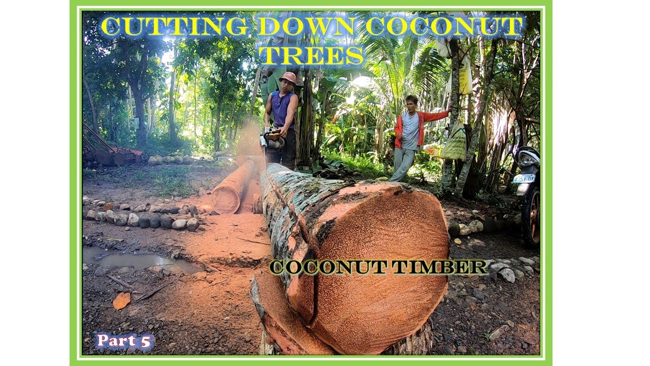 HOW TO MAKE COCONUT TIMBER | BUILDING A BUNGALOW MADE OF COCONUT TIMBER ...