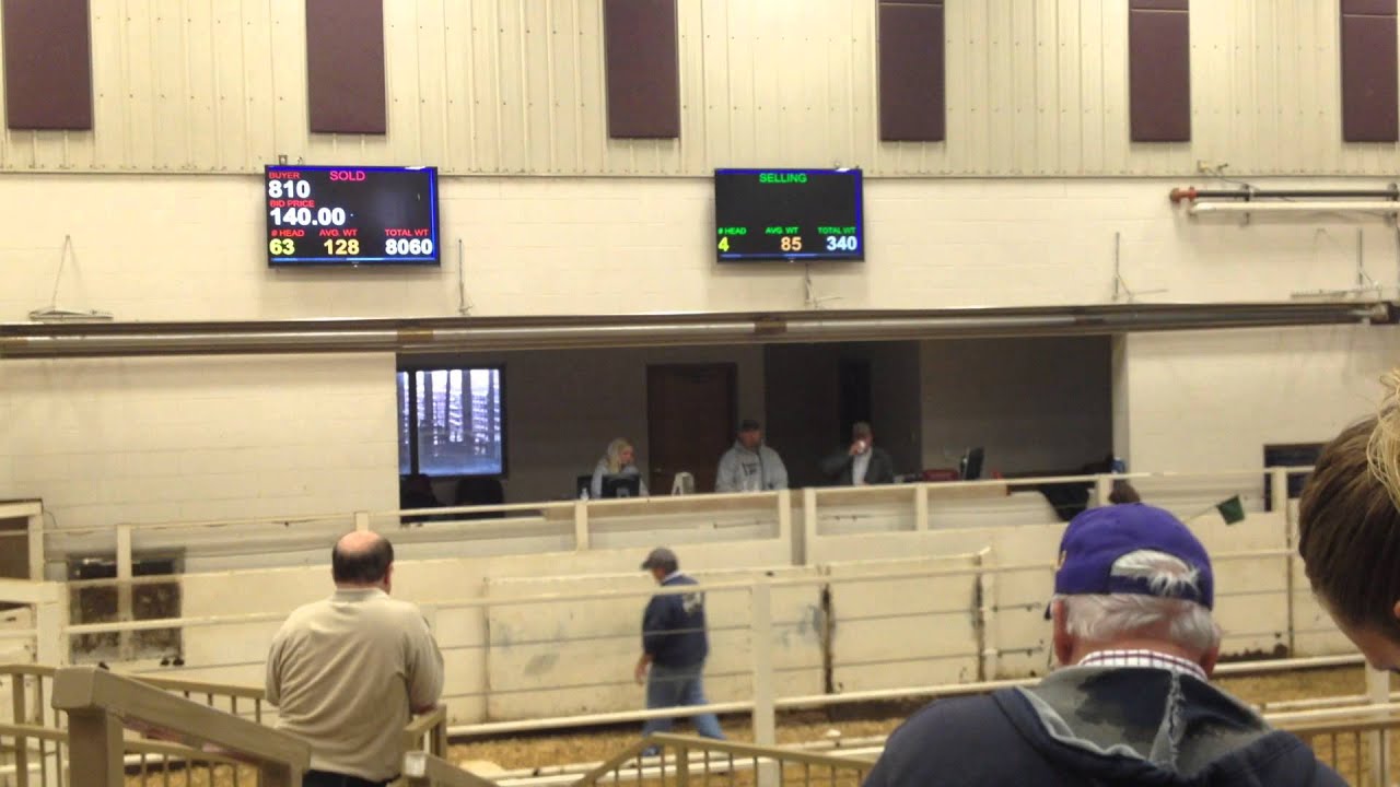 Selling Lambs at Auction - YouTube