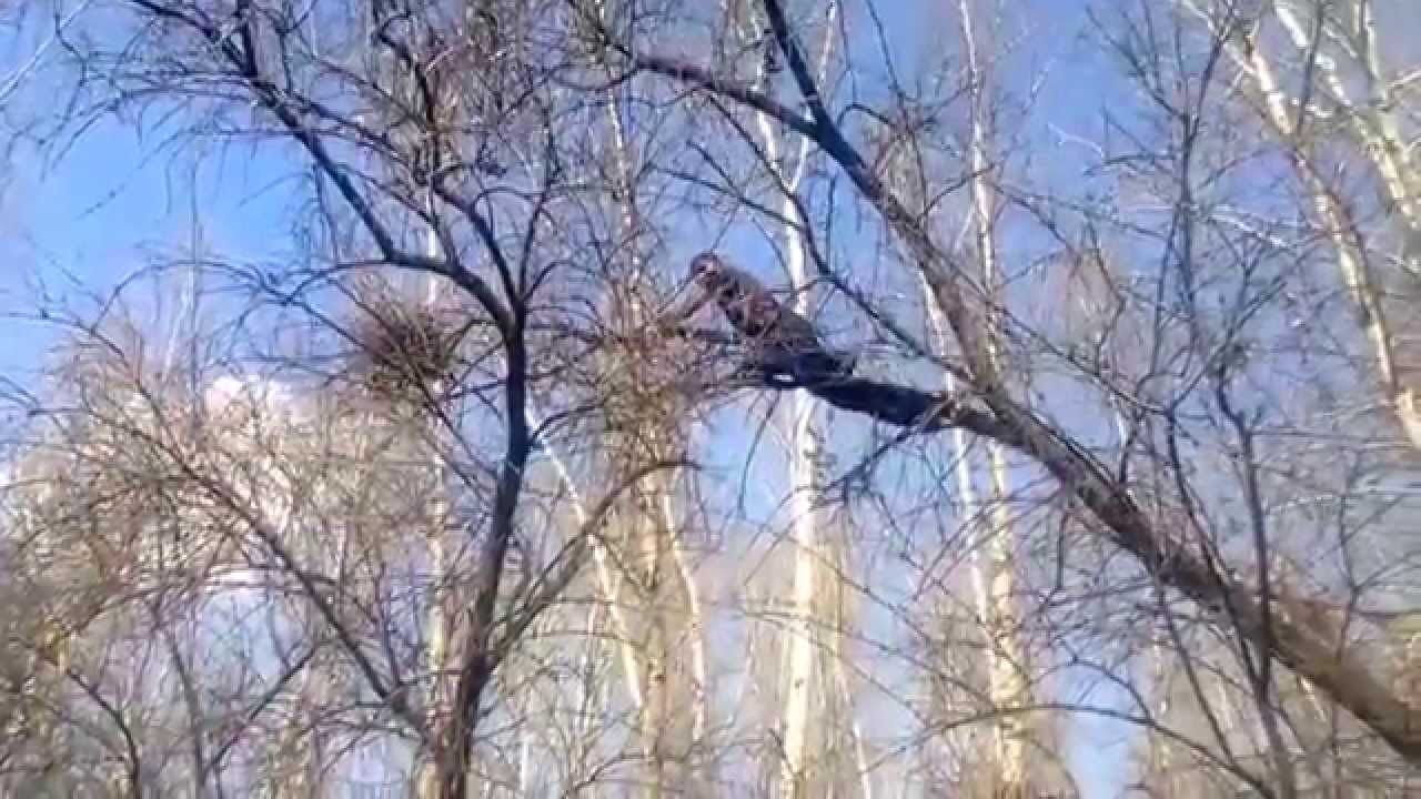 Guy falling from the tree - YouTube