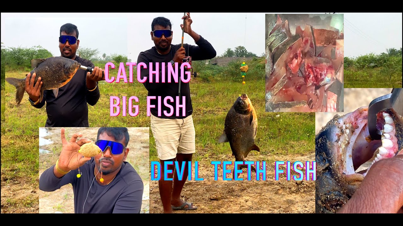 Dangerous Devil teeth Piranha fish catching #youtuber #bigfish #nodrugs ...