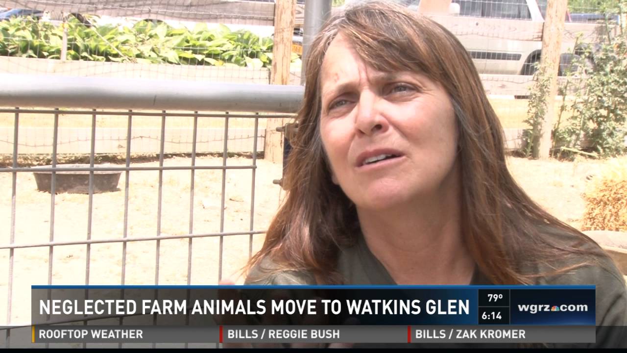 Neglected farm animals get better life at special rescue - YouTube