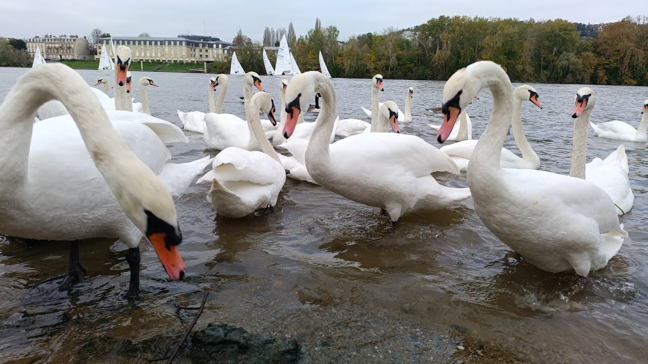 Close up Happy swans | Funny Ducks & Goose in Nature | Birdwatching ...