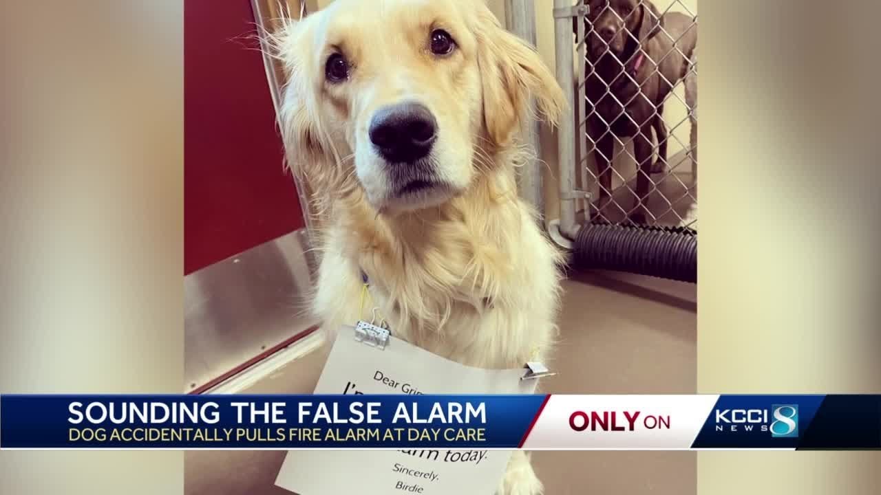 Dog accidentally pulls fire alarm at day care - YouTube