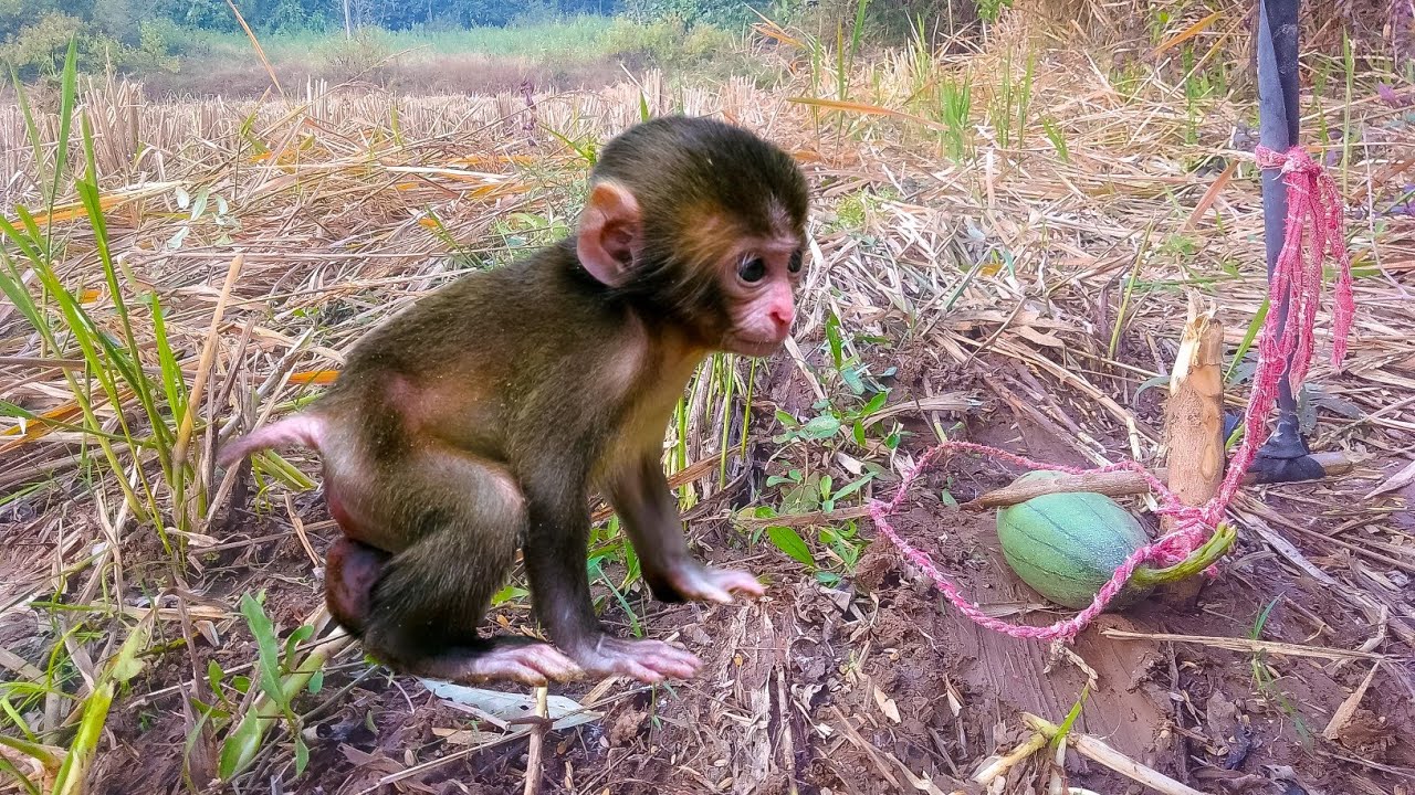 Monkey trap using Wood || - YouTube