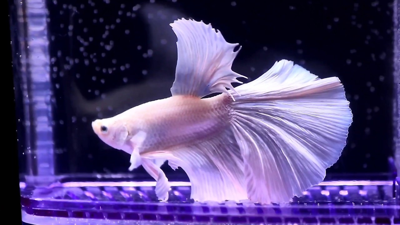 Albino bettas are a great mystery. Why are they so rare? - YouTube