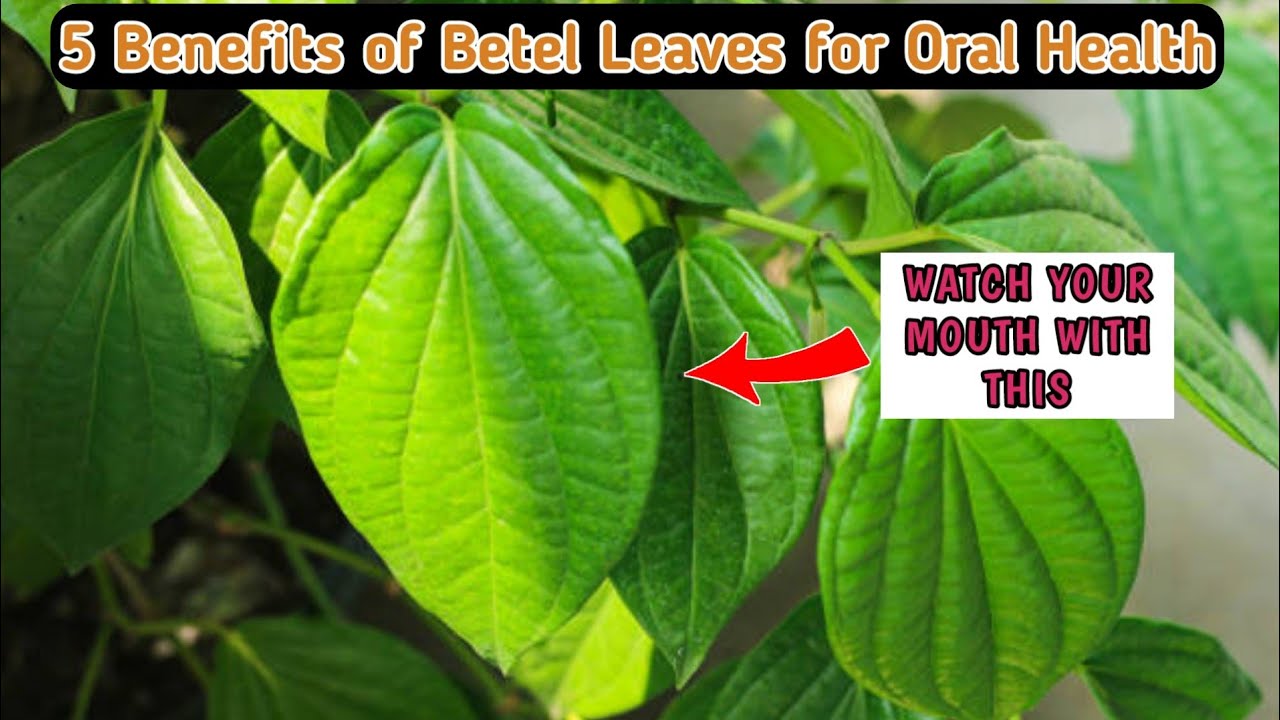 5 Natural And Amazing Benefits of Betel Leaves for Oral Health - YouTube