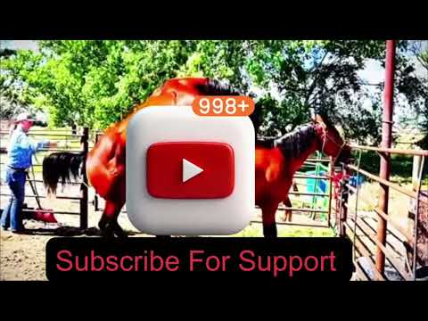 Horse Breeding Season Time | When Do Horses Mate | Best Months Photoperiod Explained 🐴