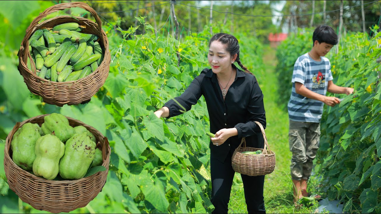 Yummy seedless guava pickle recipe, catch fish for fish ball, cucumber ...