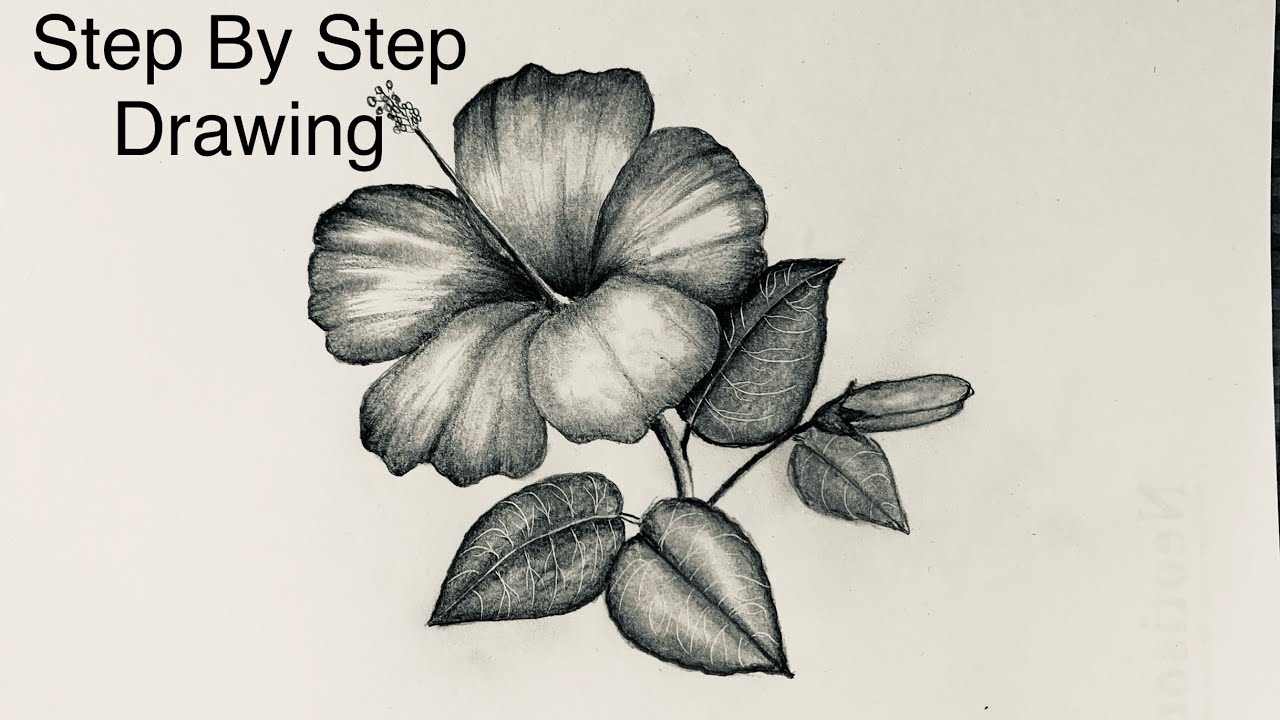 জবা ফুল এর ছবি আঁক। joba ful drawing / Flower Drawing Designs/ pencil ...