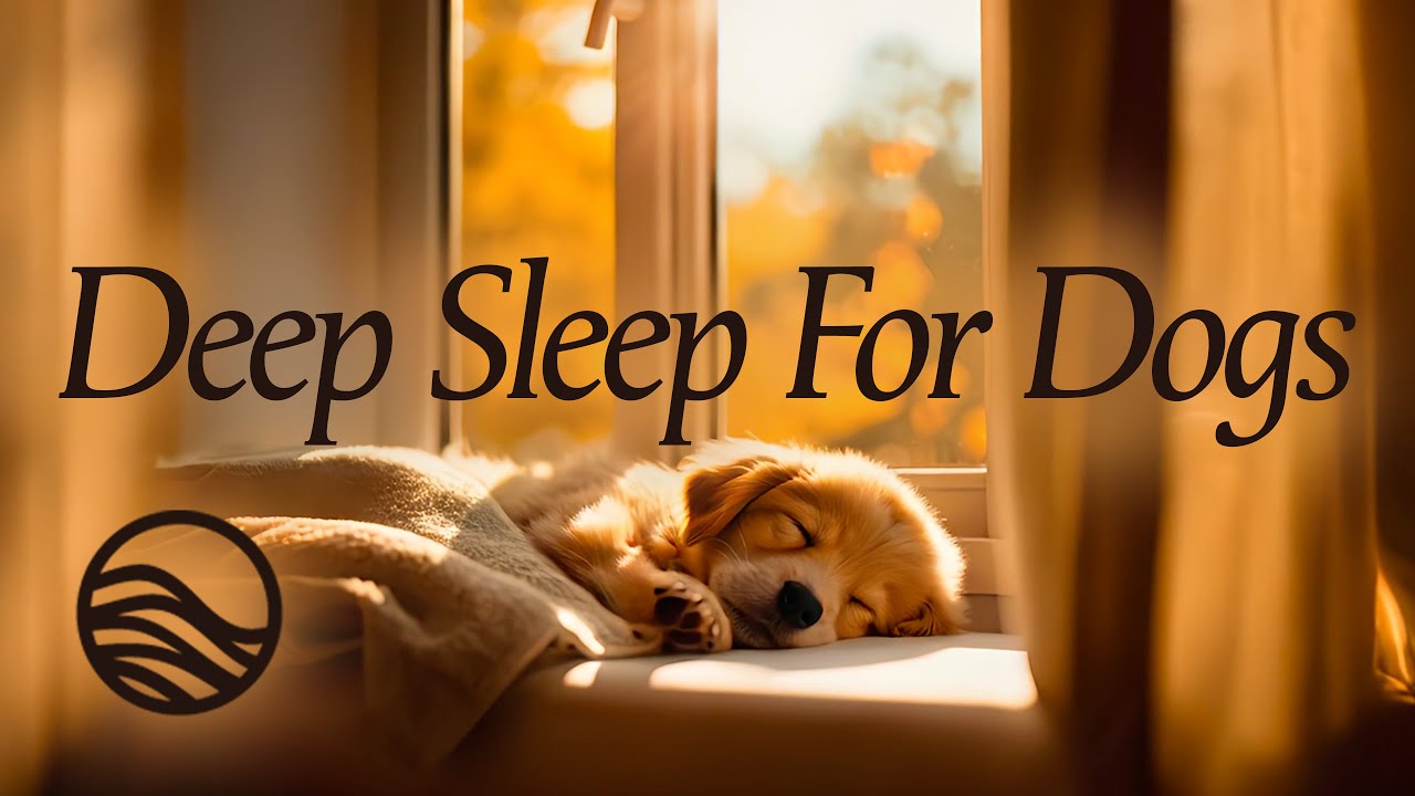 Deep Sleep For Dogs | Calming & Relaxing Anti-Anxiety Visualizer ...