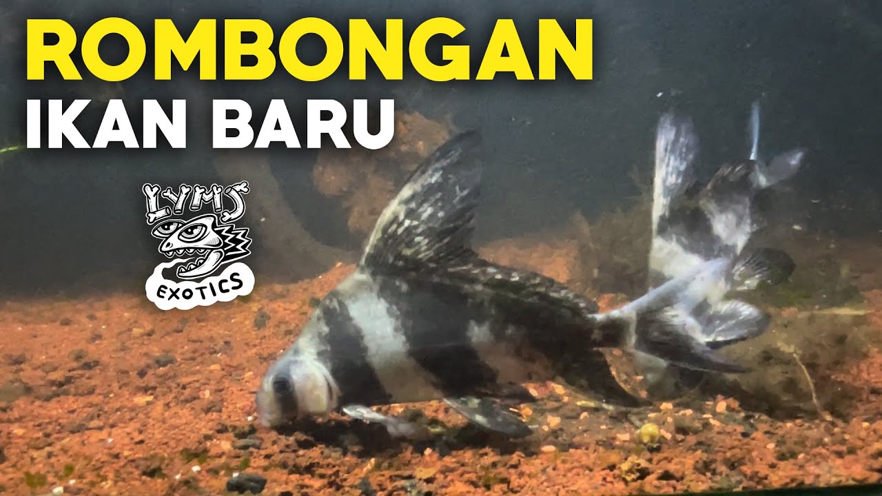 Rombongan ikan baru Lyms Exotic - YouTube