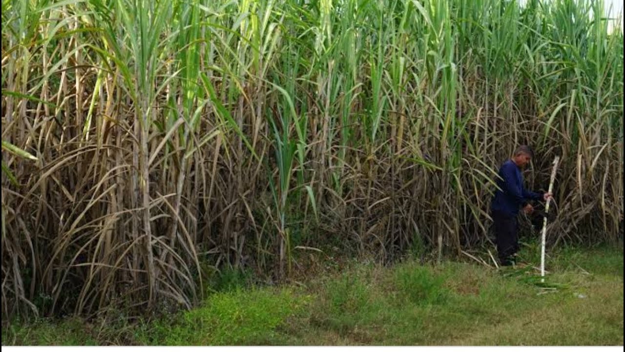 sugar cane growth over 7 days - YouTube