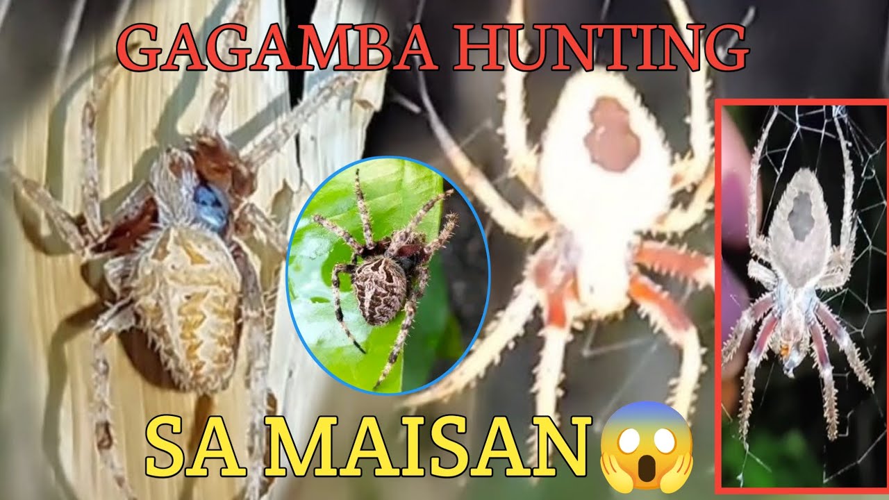 Gagamba Hunting!!!😱🕷️🕸️ #viralvideo #gagamba #trending - YouTube