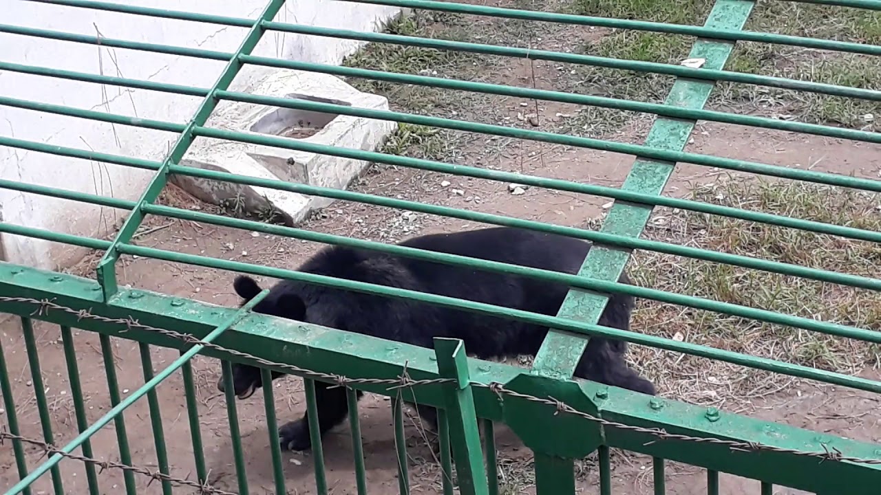 Bear of Almora Zoo - YouTube