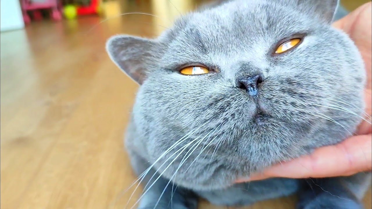 Face Smooshies For British Shorthair Cat - YouTube
