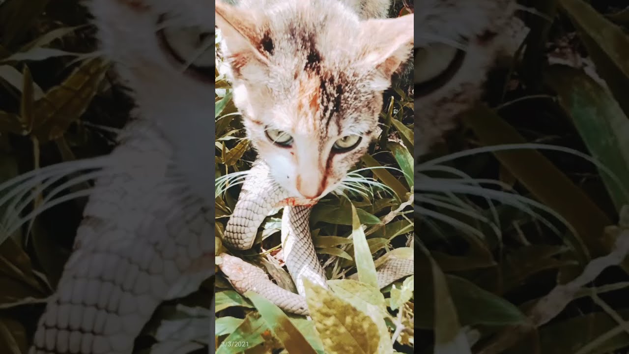 Cat hunting the snake 2021 - YouTube