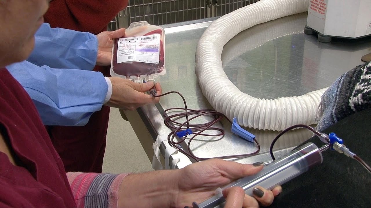 Performing an Autotransfusion - YouTube