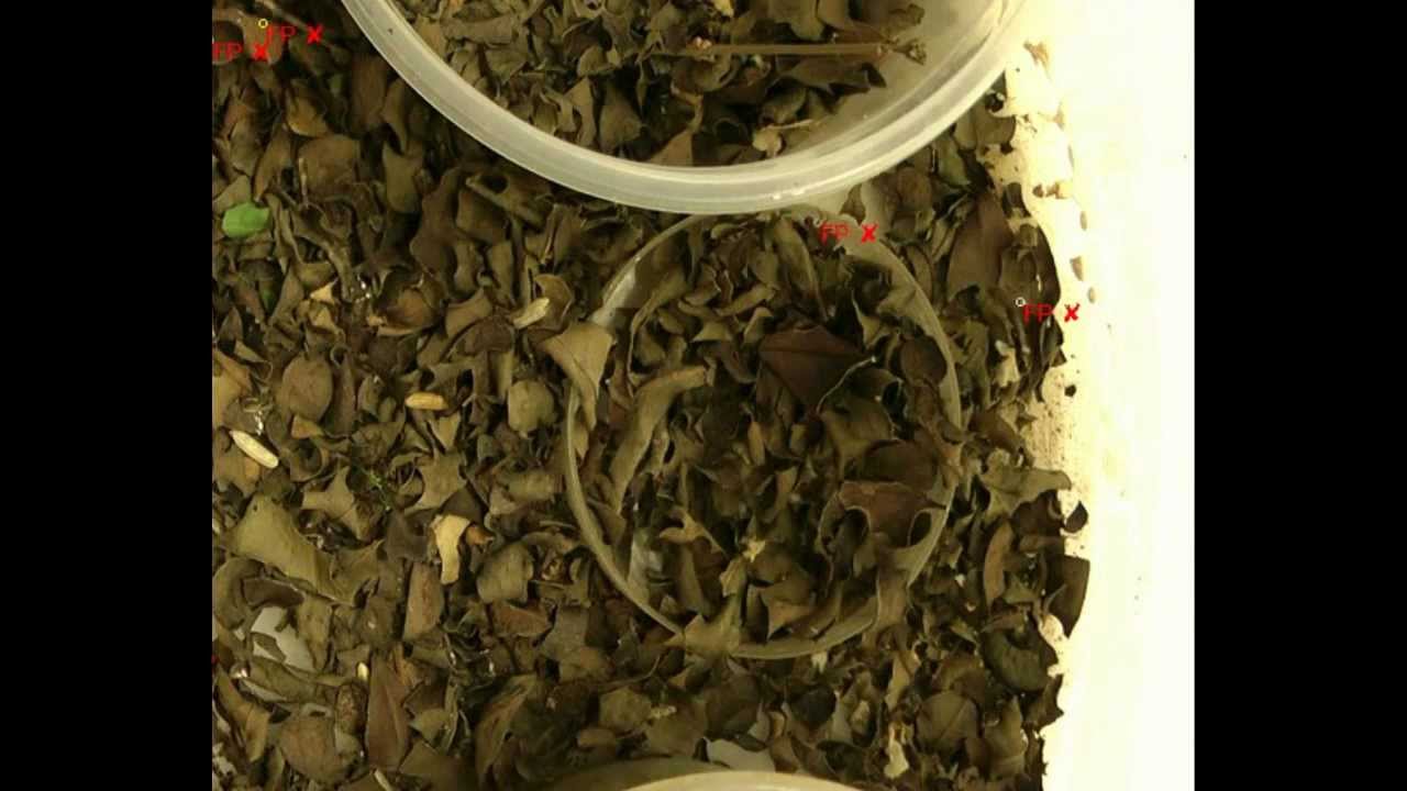 Ant Tracking Methods - YouTube