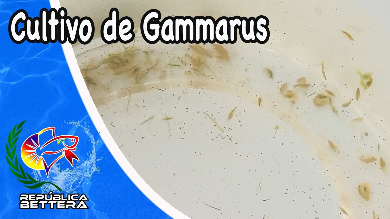 Como iniciar un cultivo de gammarus - YouTube