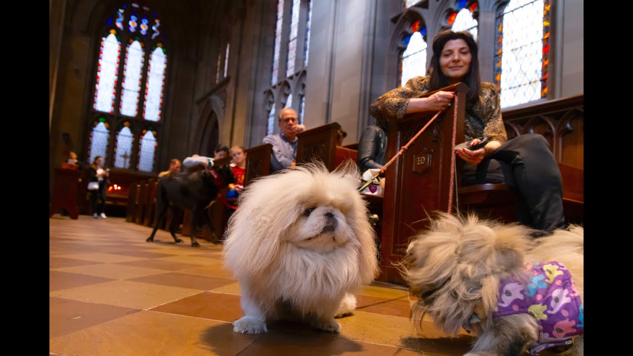 Blessing of the Animals | Trinity Church Wall Street | October 1, 2023 ...