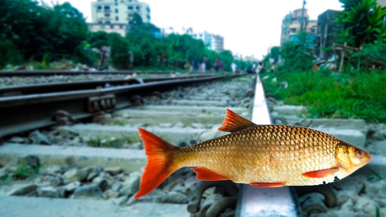 EXPERIMENT: Train VS Fish 🔵🔵🔵 FISH VS TRAIN - YouTube