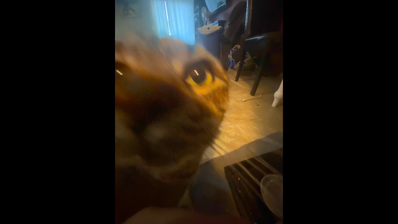 gakster.avi - YouTube