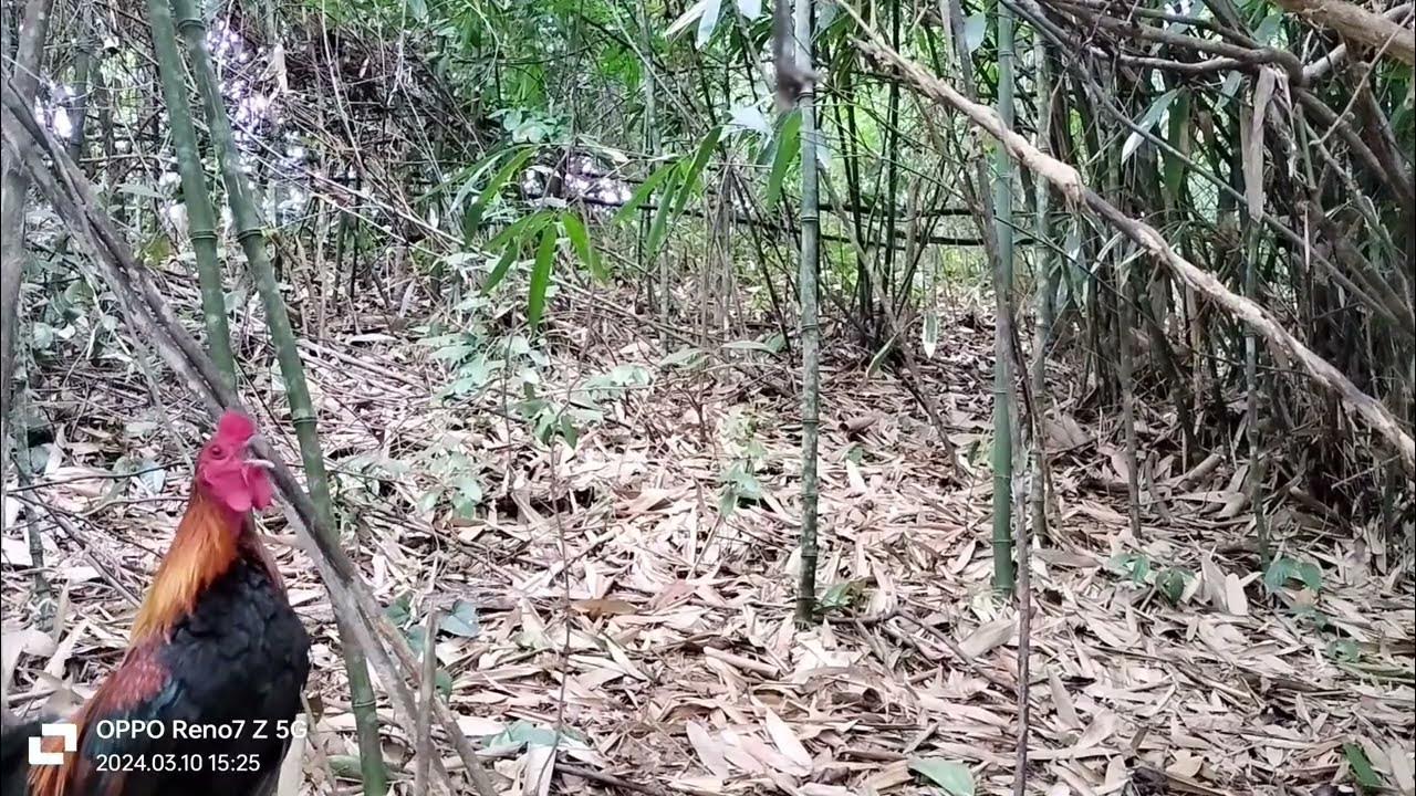 Dib qaib qus 10/3/2024 - YouTube