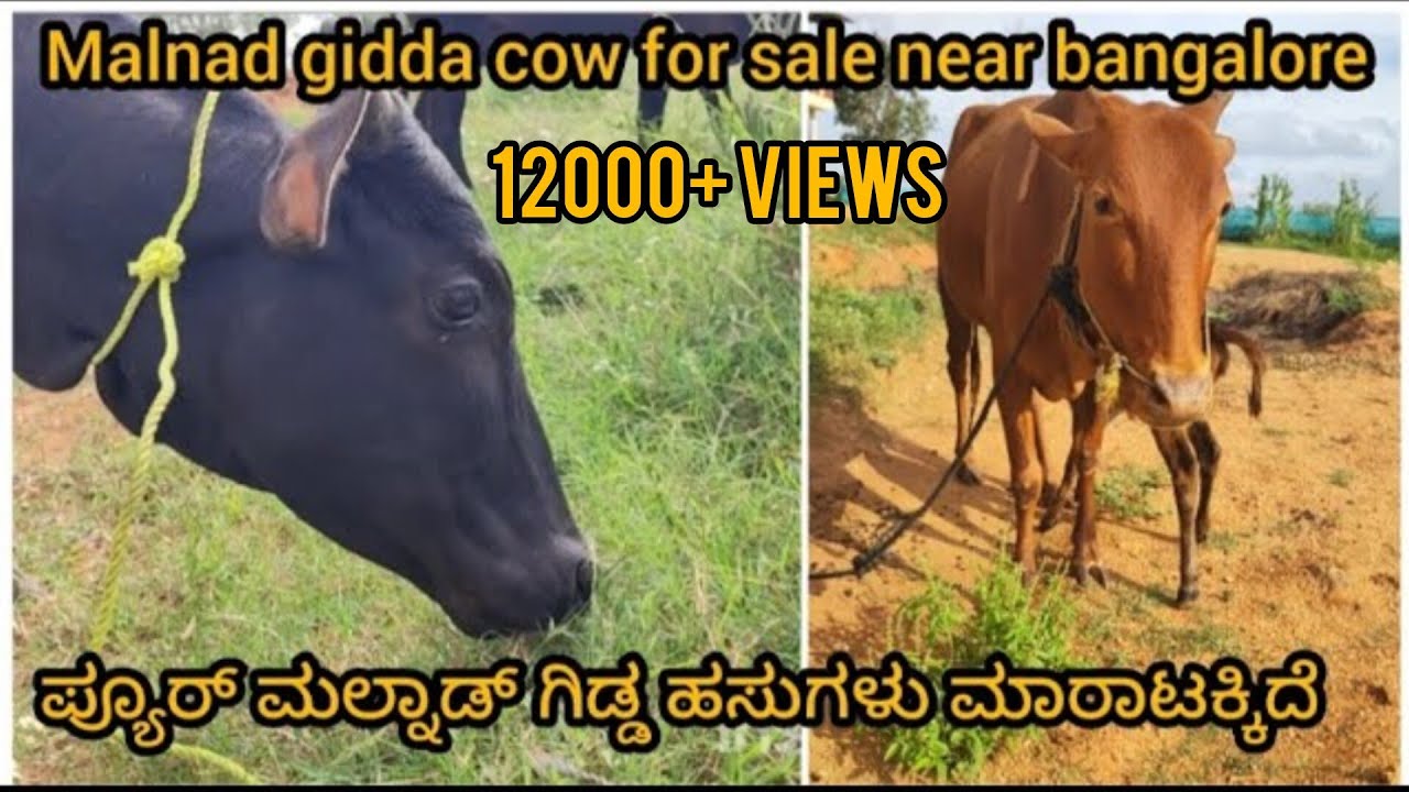 malnad gidda cow for sale ಮಲ್ನಾಡ್ ಗಿಡ್ಡ ಹಸು ಮಾರಾಟಕ್ಕಿದೆ near bangalore ...