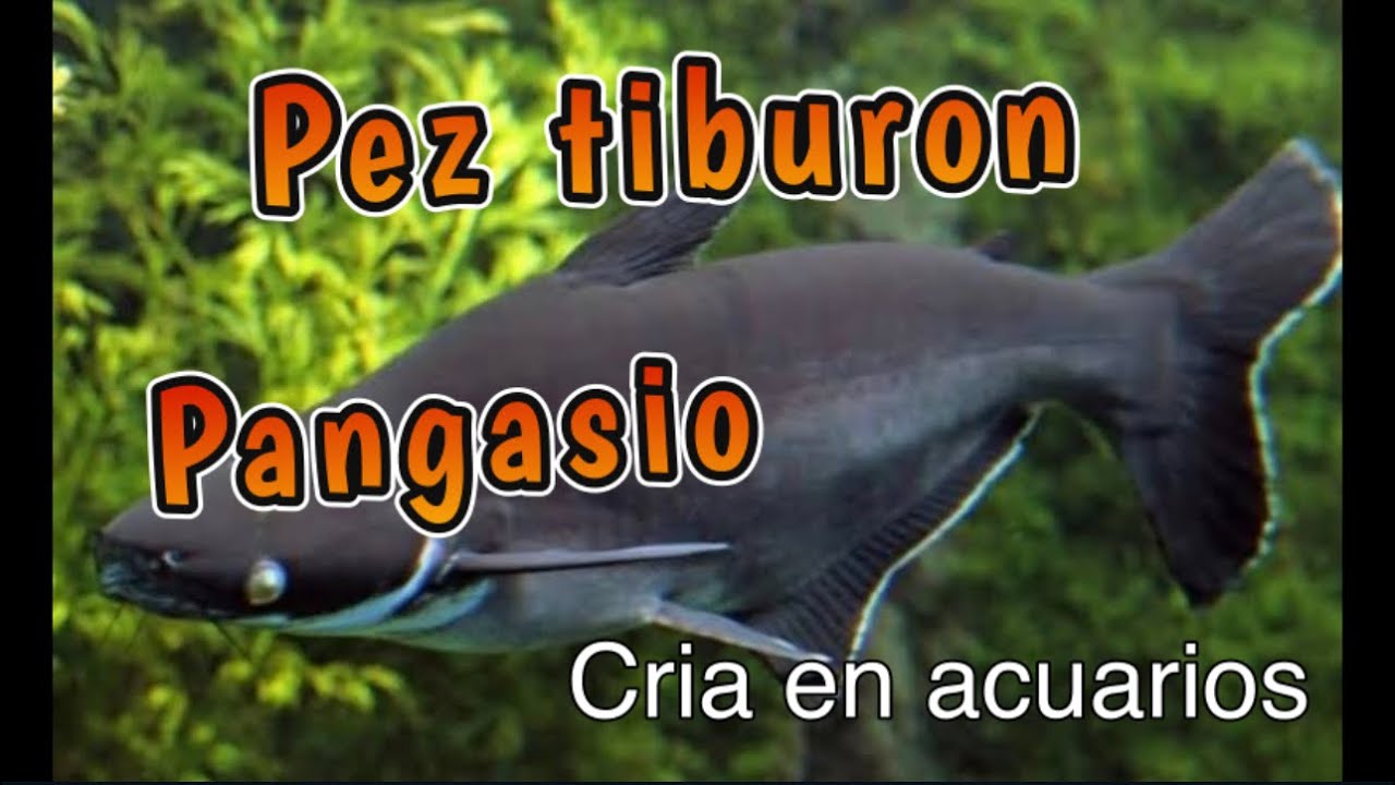 Pez tiburón pangasio se puede reproducir en acuarios??? - YouTube