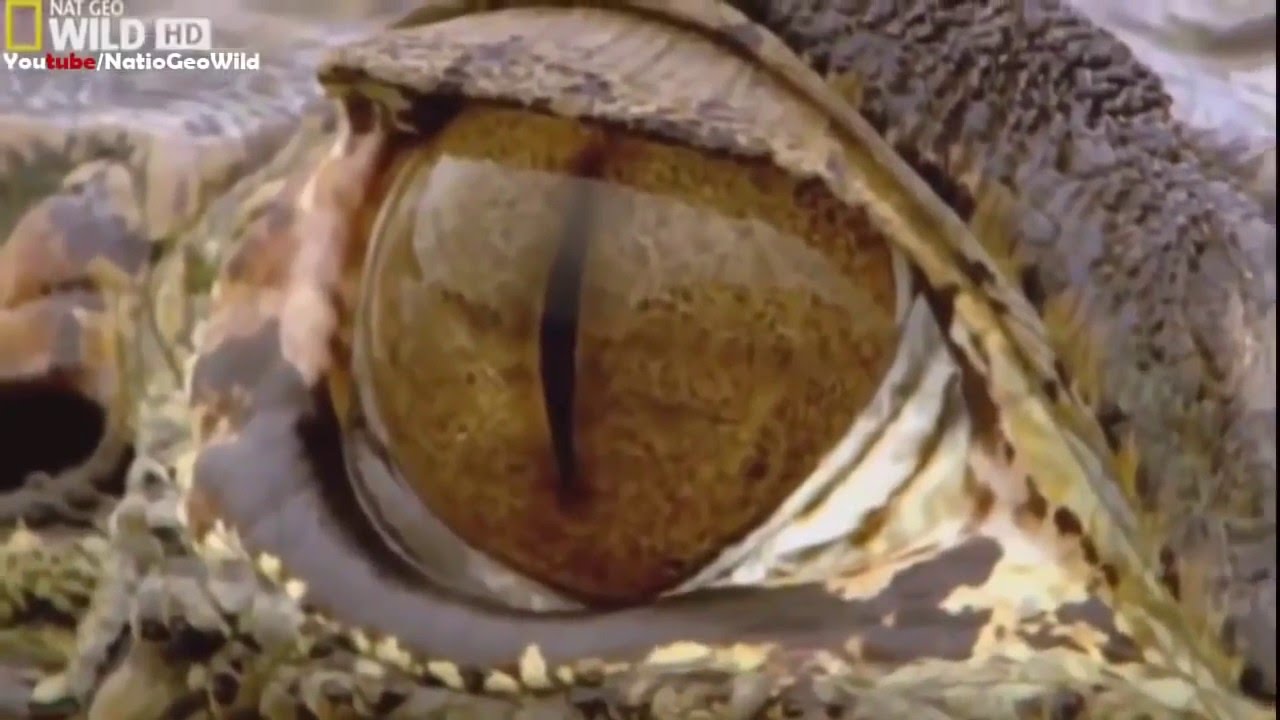 National geographic Strange Things In the Amazon Forest BBC wildlife ...