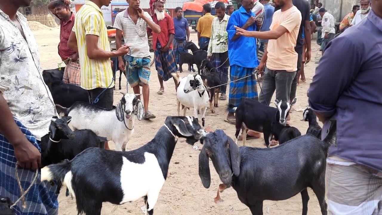 Goat Market In Bangladesh || Most popular Goat Market In Naogaon ...