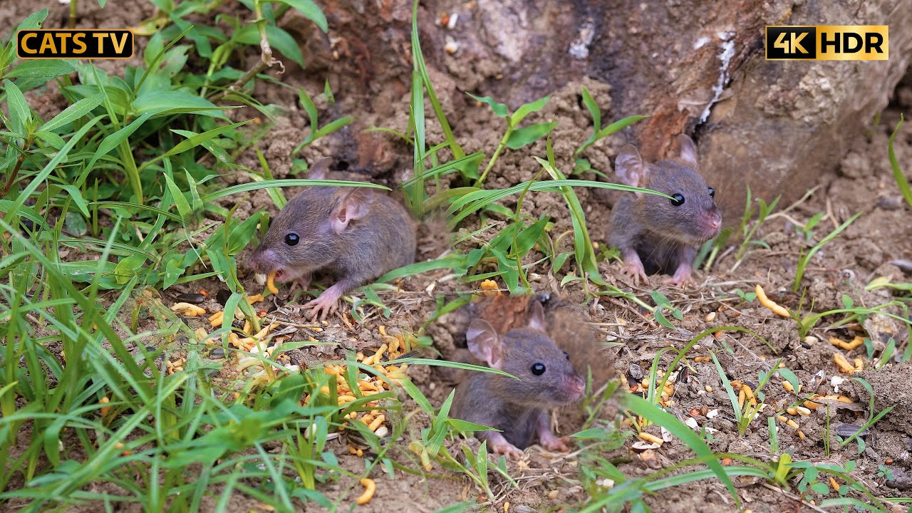 Cat TV for cats to watch 😸 Little Mice🐭Are Hoarding their food 🐭 Mice ...