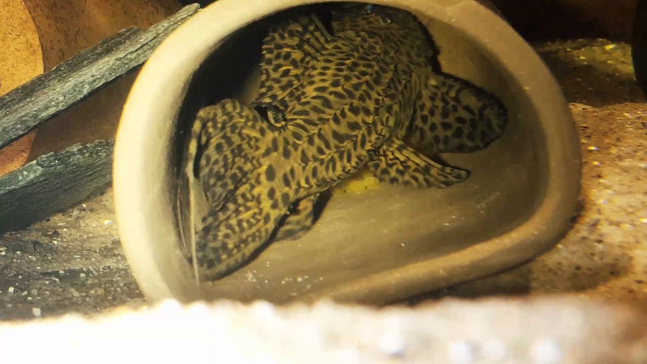 Pseudacanthicus spinosus (L160 pleco) fanning eggs - YouTube