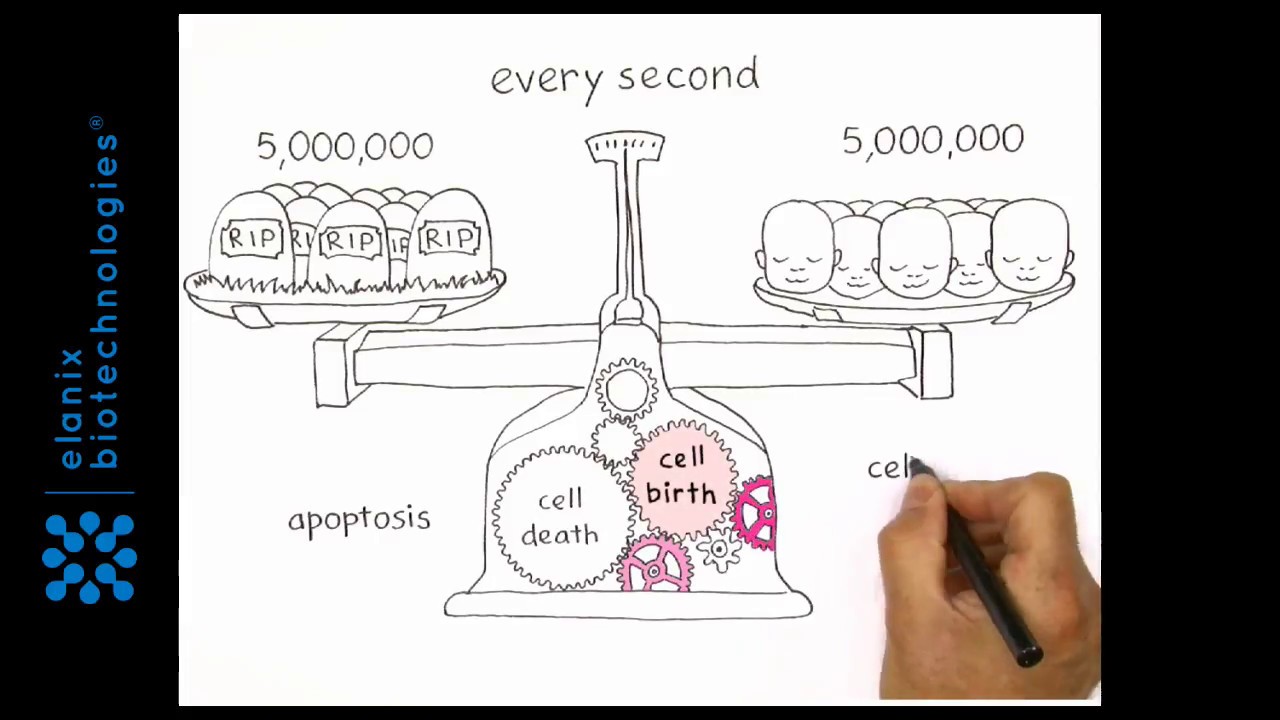 The Science of Progenitor Cells - YouTube