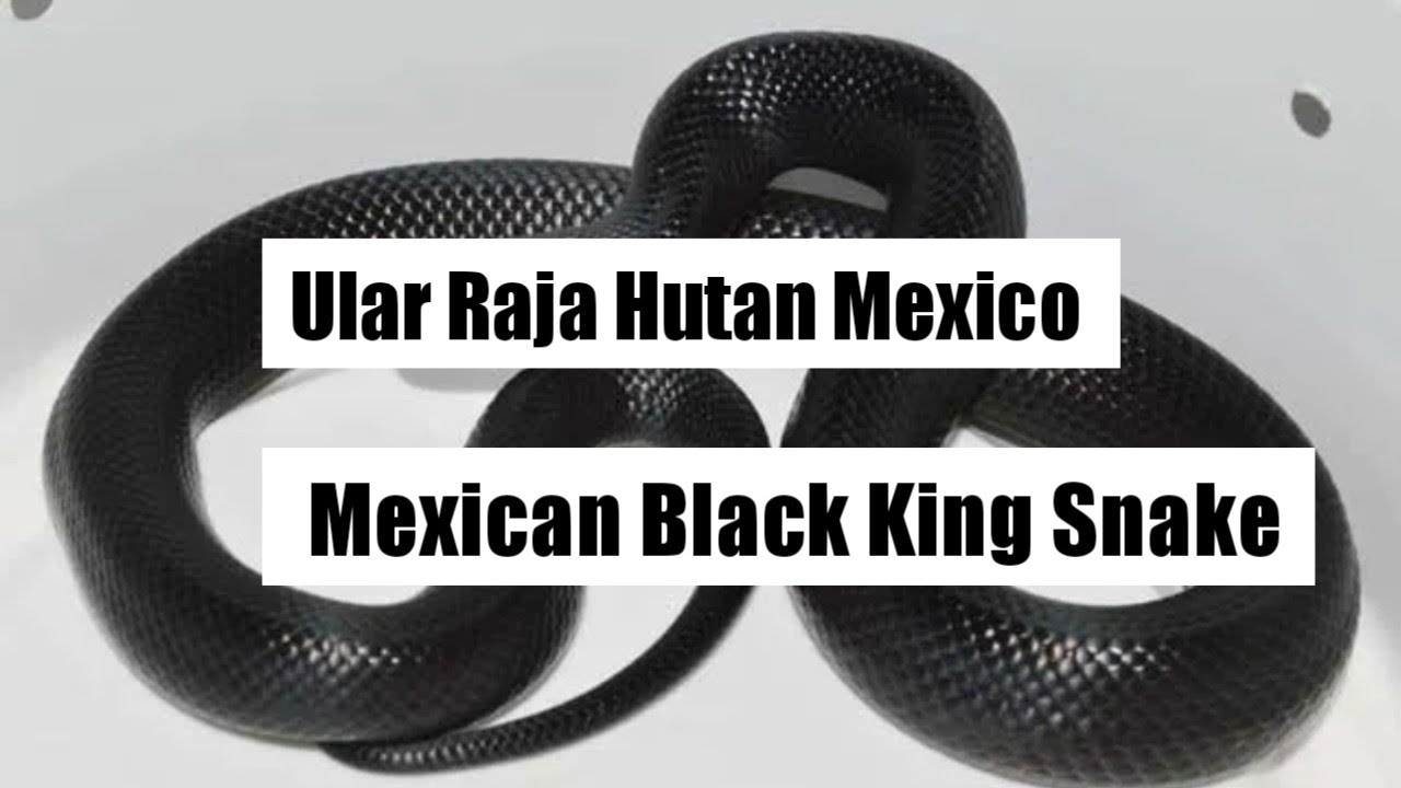 Mexican Black King Snake, The Best King Snake, Ular paling sangar ...