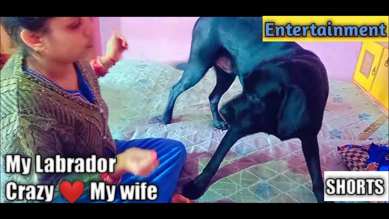 labrador dog II black labrador Watch my Bruno Crazy Entertainment ...