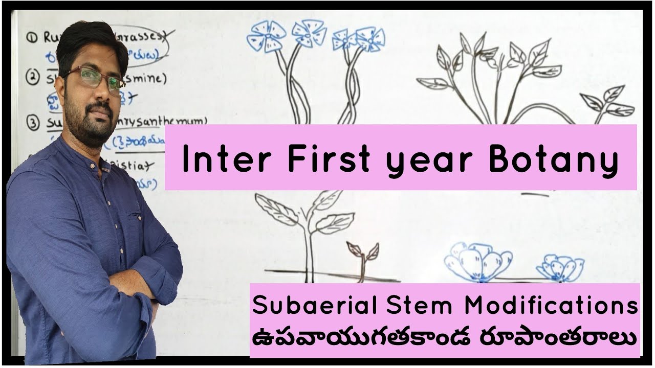 How to Draw Subaerial Stem Modifications | ఉపవాయుగత కాండ రూపాంతరాల ...