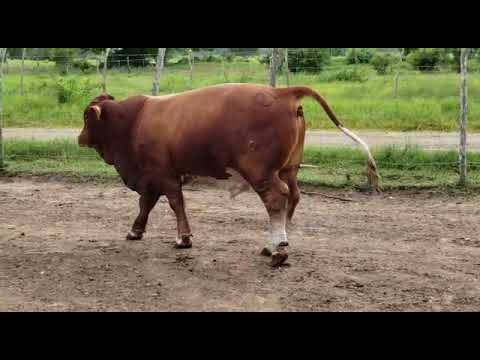 TORO BEEFMASTER RESULTADO DE T.E. - YouTube