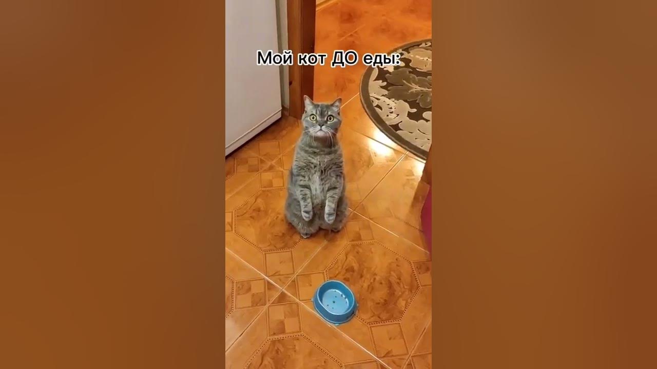 Мой Кот 🐱 Youtube