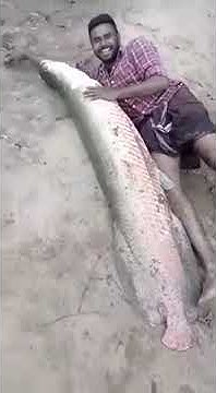 arapaima fish from Chalakudy puzha - YouTube