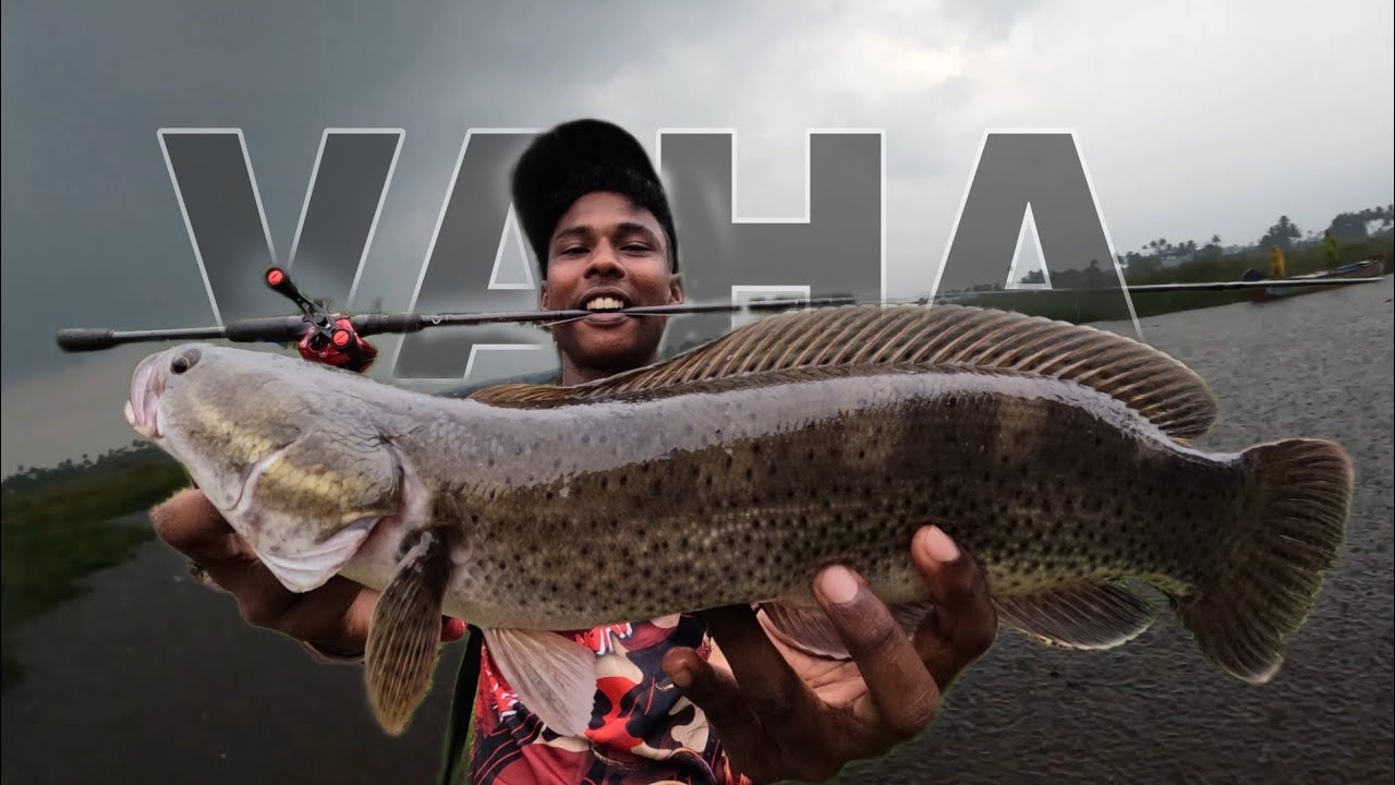 പെരുമഴയത്ത് കിട്ടിയ മീനെ കണ്ടോ 😮?snake head fishing |cherumeen | vaha ...