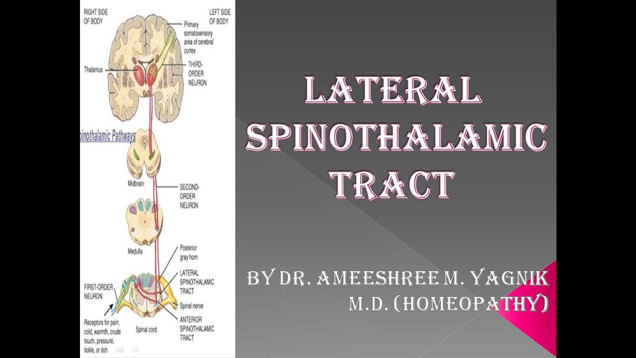 Lateral Spinothalamic Tract Situation, Origin, Course, Termination ...