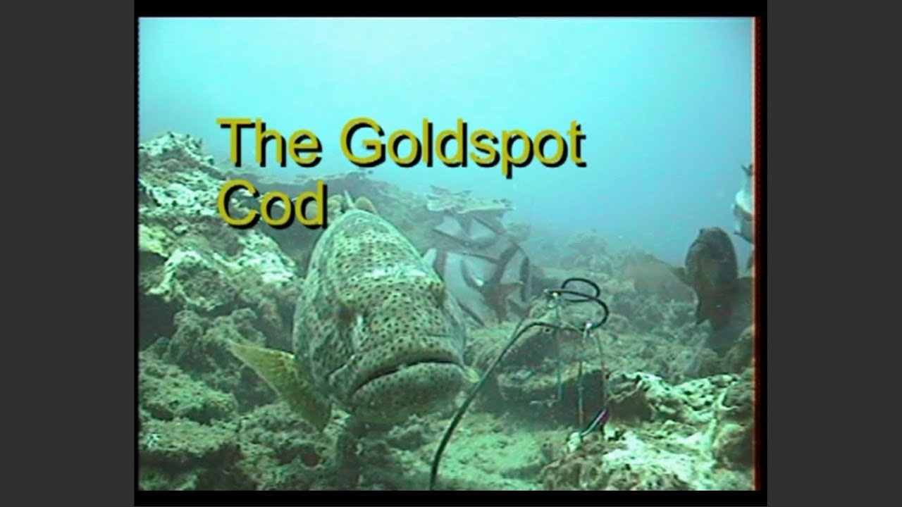 The Goldspot Cod (grouper) underwater - YouTube